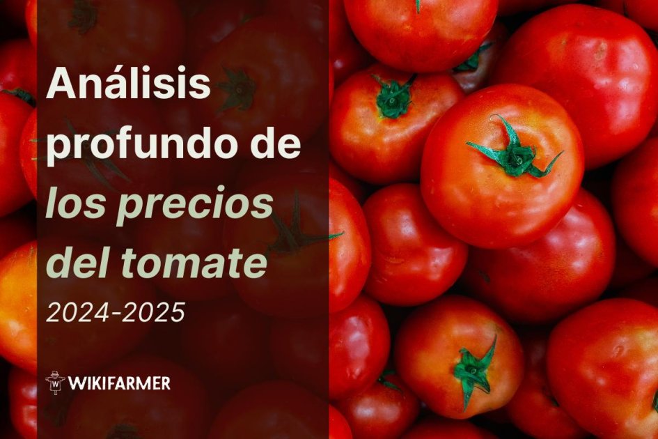 Análisis profundo de los precios del tomate Un estudio integral de precios 2024-2025 | Wikifarmer